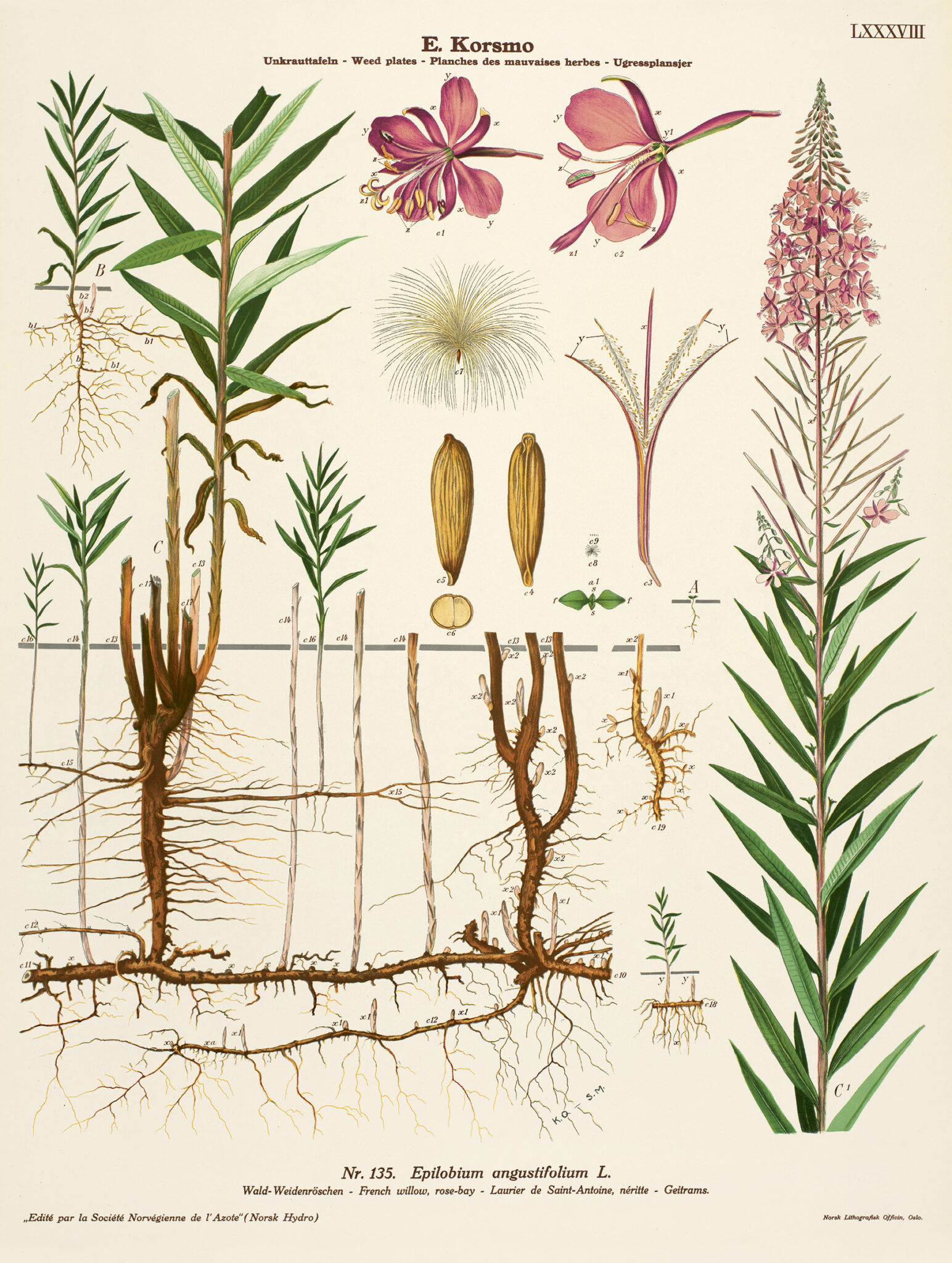 Ugress: geitrams - NB Nettbutikk