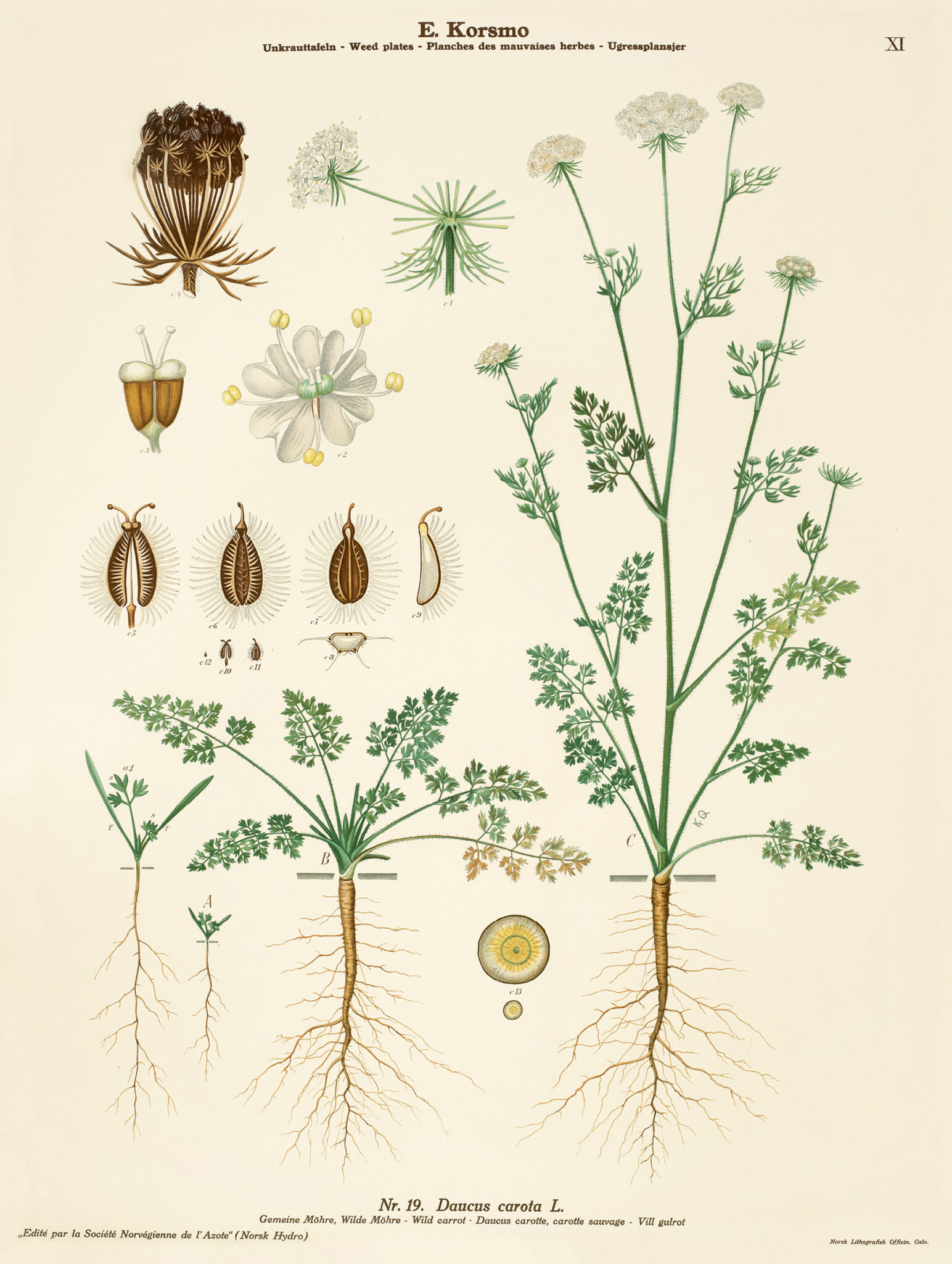 Ugress: villgulrot - NB Nettbutikk